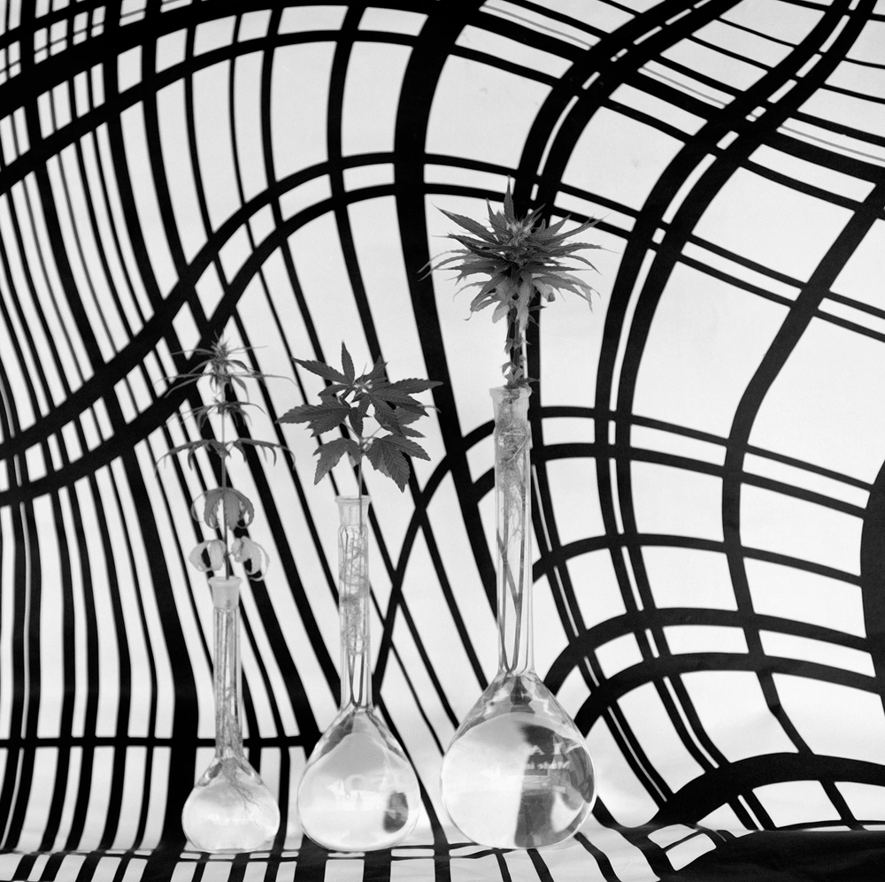 Dear Giovanna Lanna...